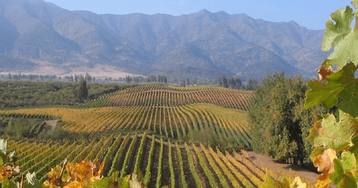 Rota do Vinho de helicóptero: descubra o Vale de Colchagua no Chile